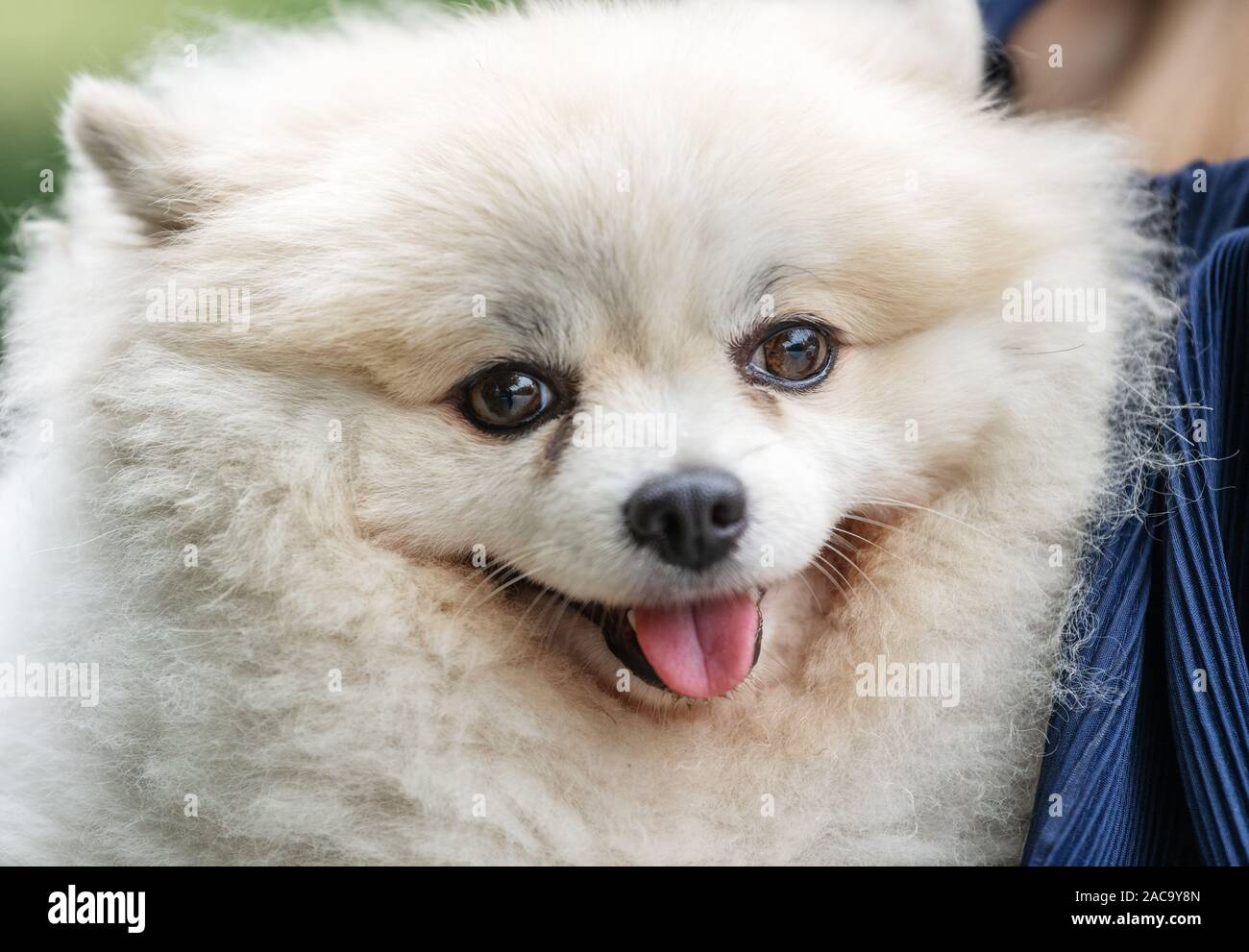 Pomeranian face hi-res stock photography and images - Alamy