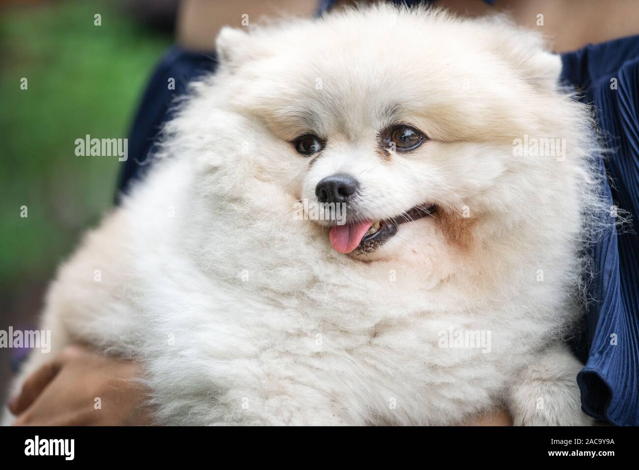 Pomeranian face hi-res stock photography and images - Alamy