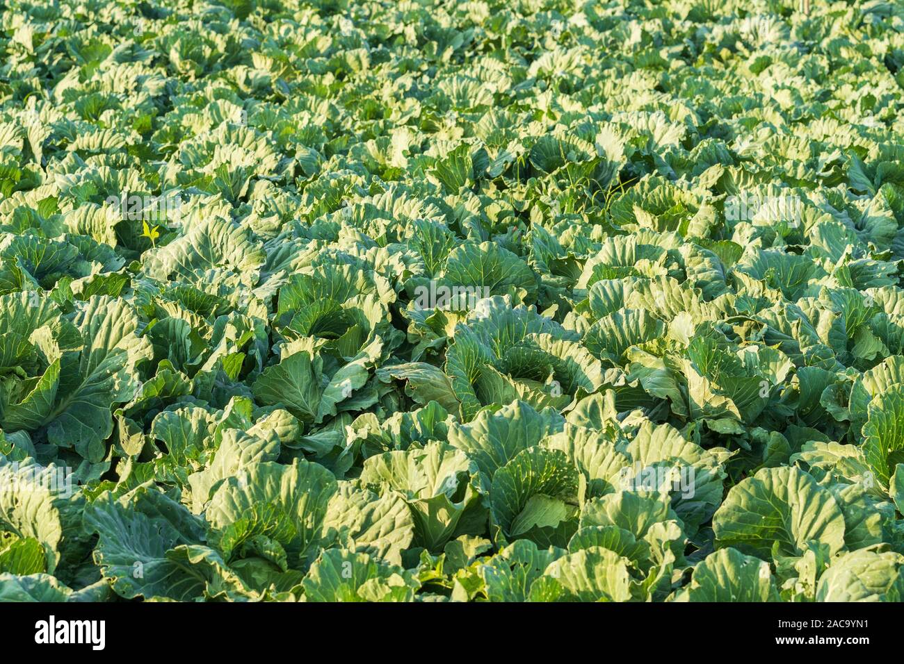 Fresh big cabbage in farm Stock Photo - Alamy