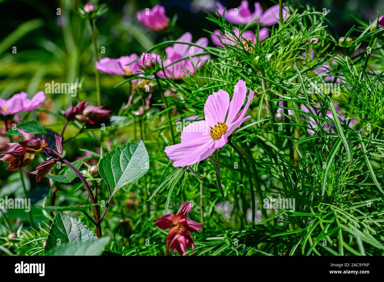 flowers in a flowerbed in a Swedish garden Stock Photo - Alamy
