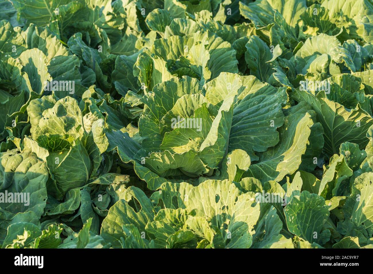 Big cabbage hi-res stock photography and images - Alamy