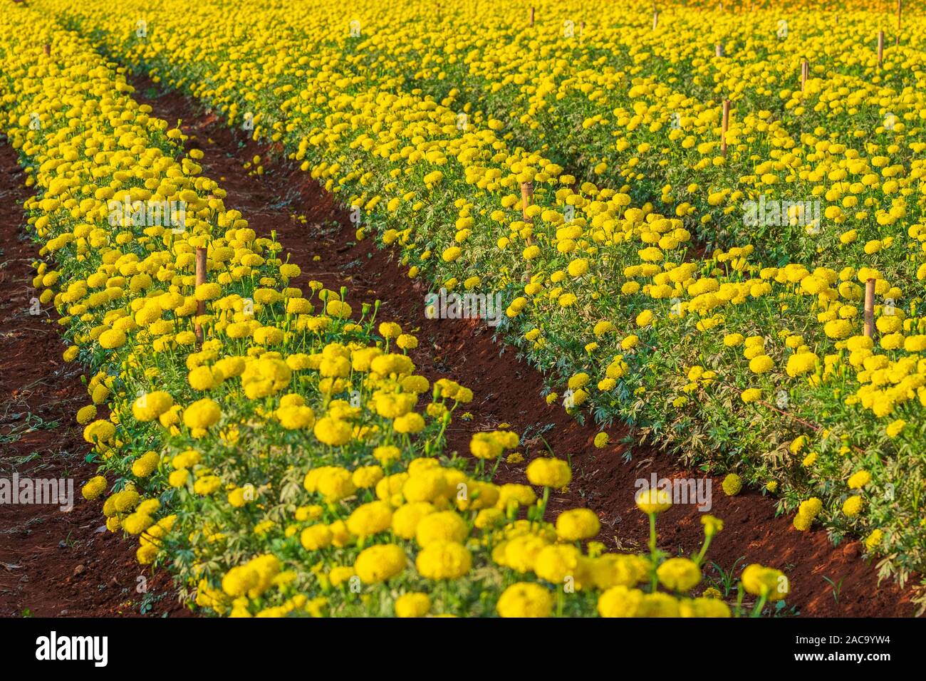 Marigold farm hi-res stock photography and images - Alamy
