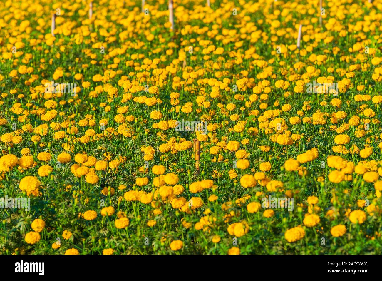 marigold flower in farm field Stock Photo - Alamy