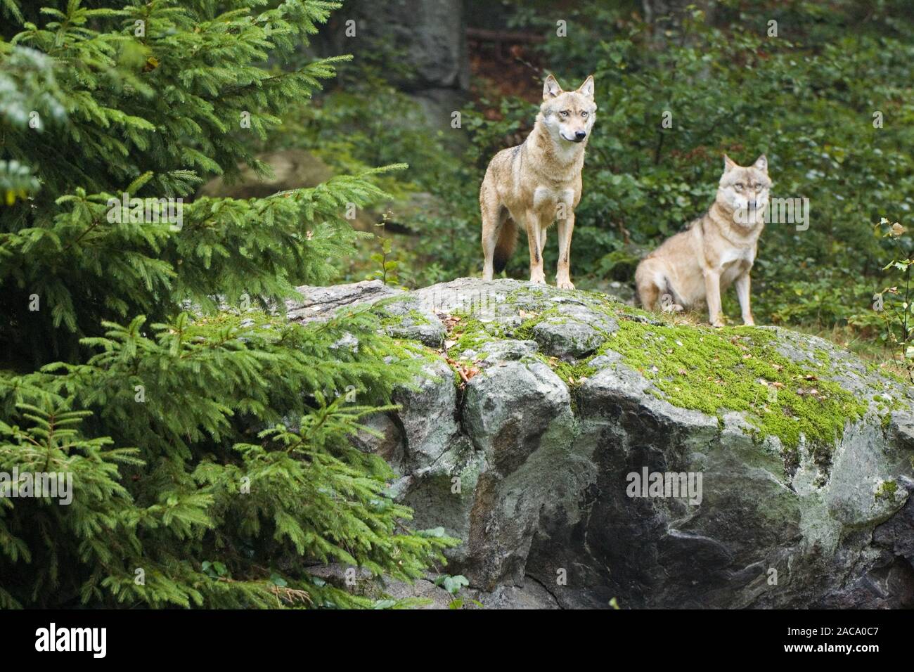 Woelfe hi-res stock photography and images - Alamy