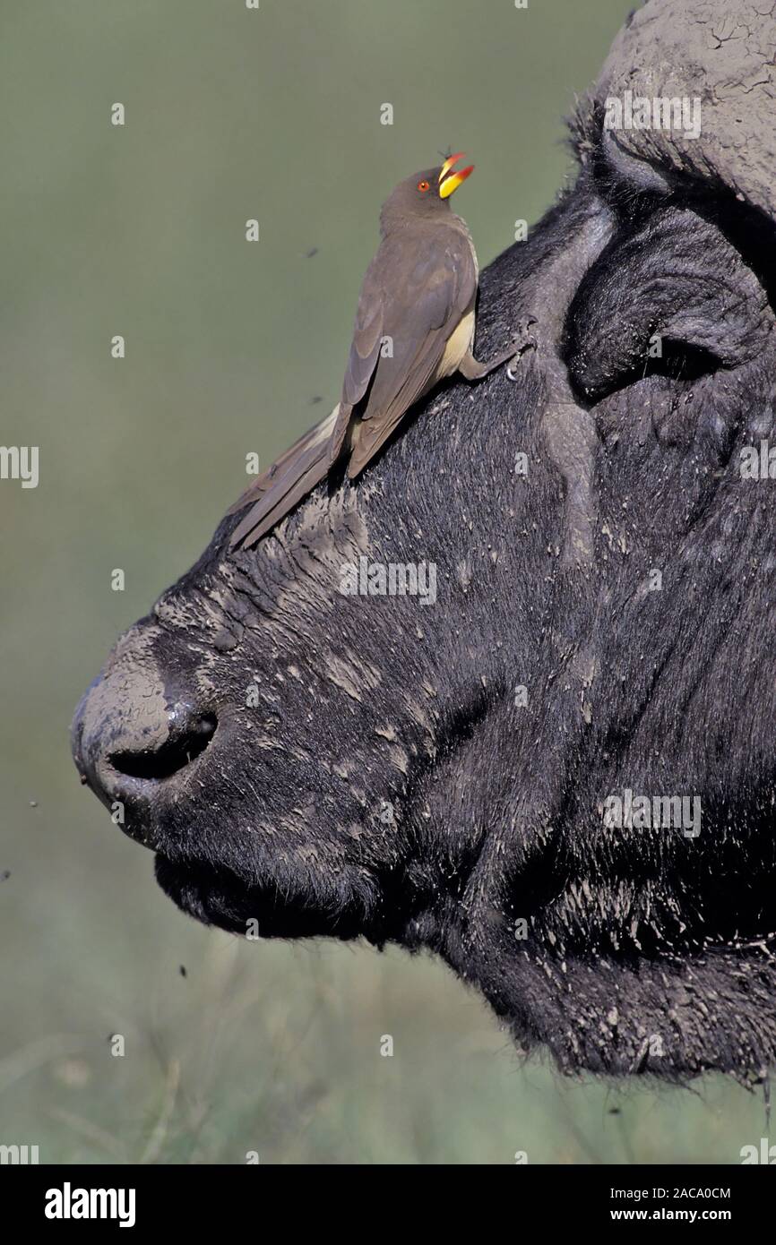Buffalo and Yellow-billed oxpecker, Masai Mara, Kenya, Africa Stock ...