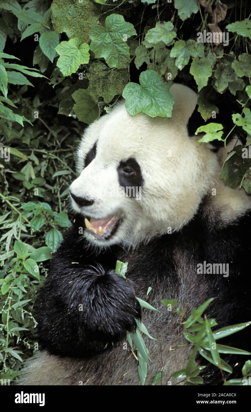 Giant Panda, Ailuropoda melanoleuca, Panda centre, Wolong Valley ...
