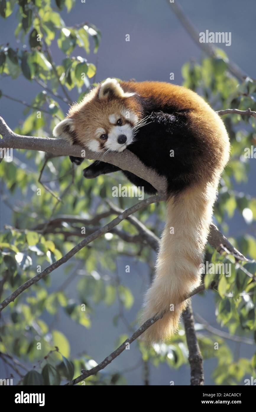 Red Panda, Wolong Valley, Wolong Tal, Himalaya, China Stock Photo - Alamy
