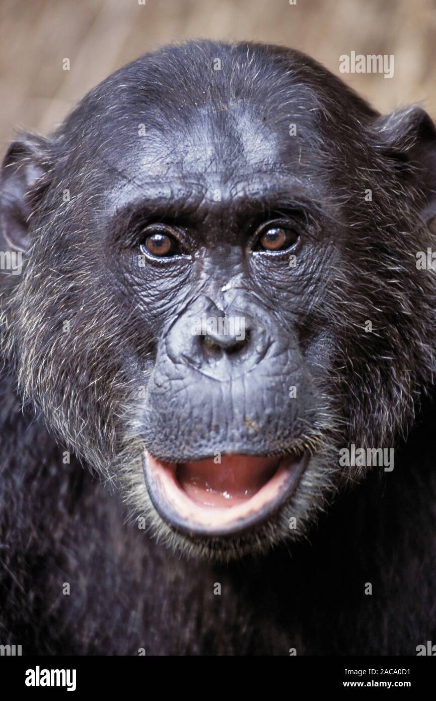 Old chimpanzee hi-res stock photography and images - Alamy