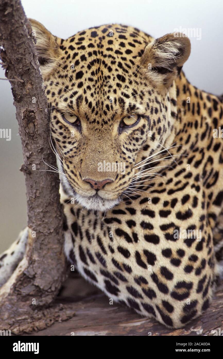 Female Leopards High Resolution Stock Photography and Images - Alamy