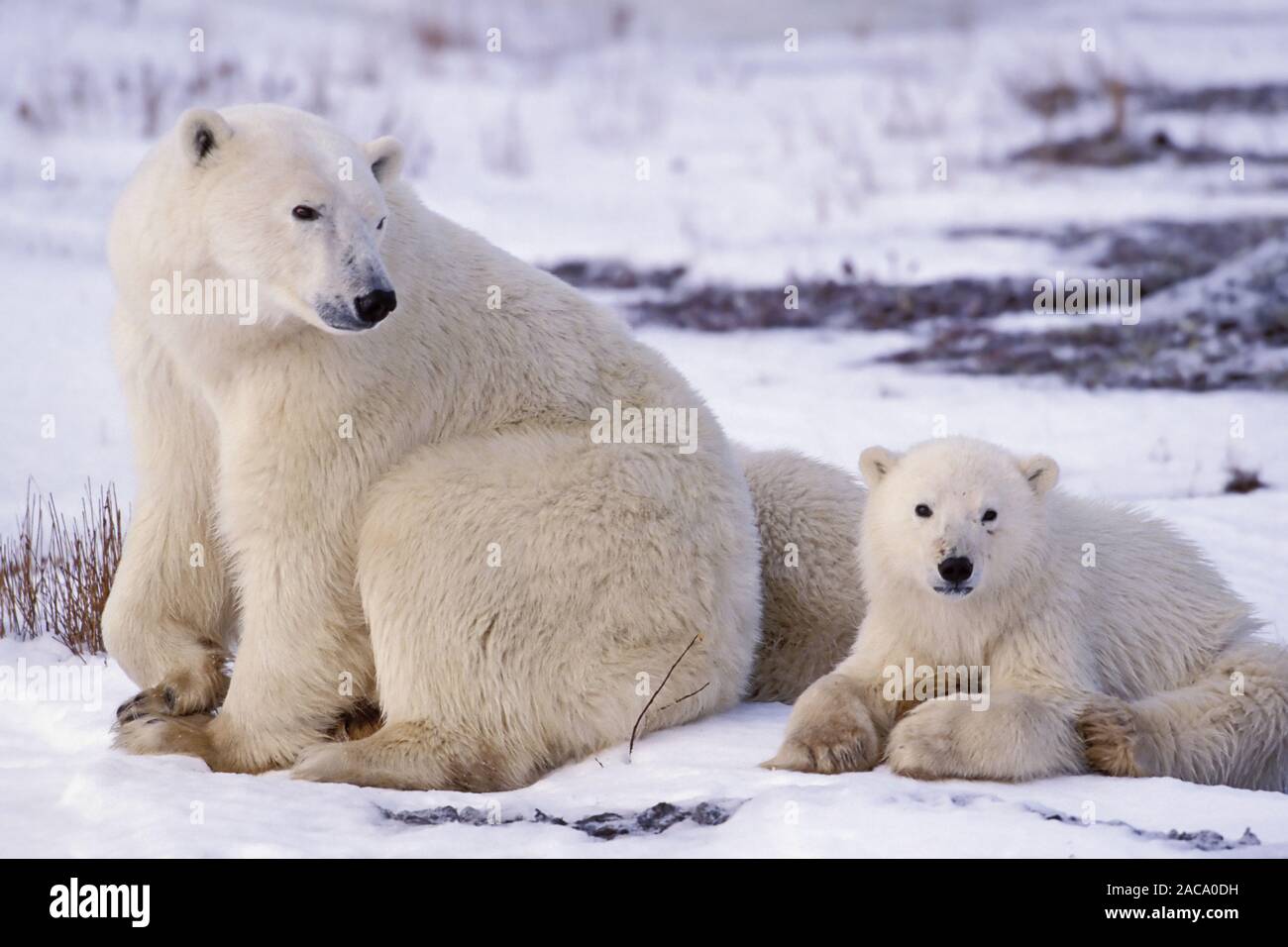 Polar Bear, Churchill, Canada Stock Photo - Alamy