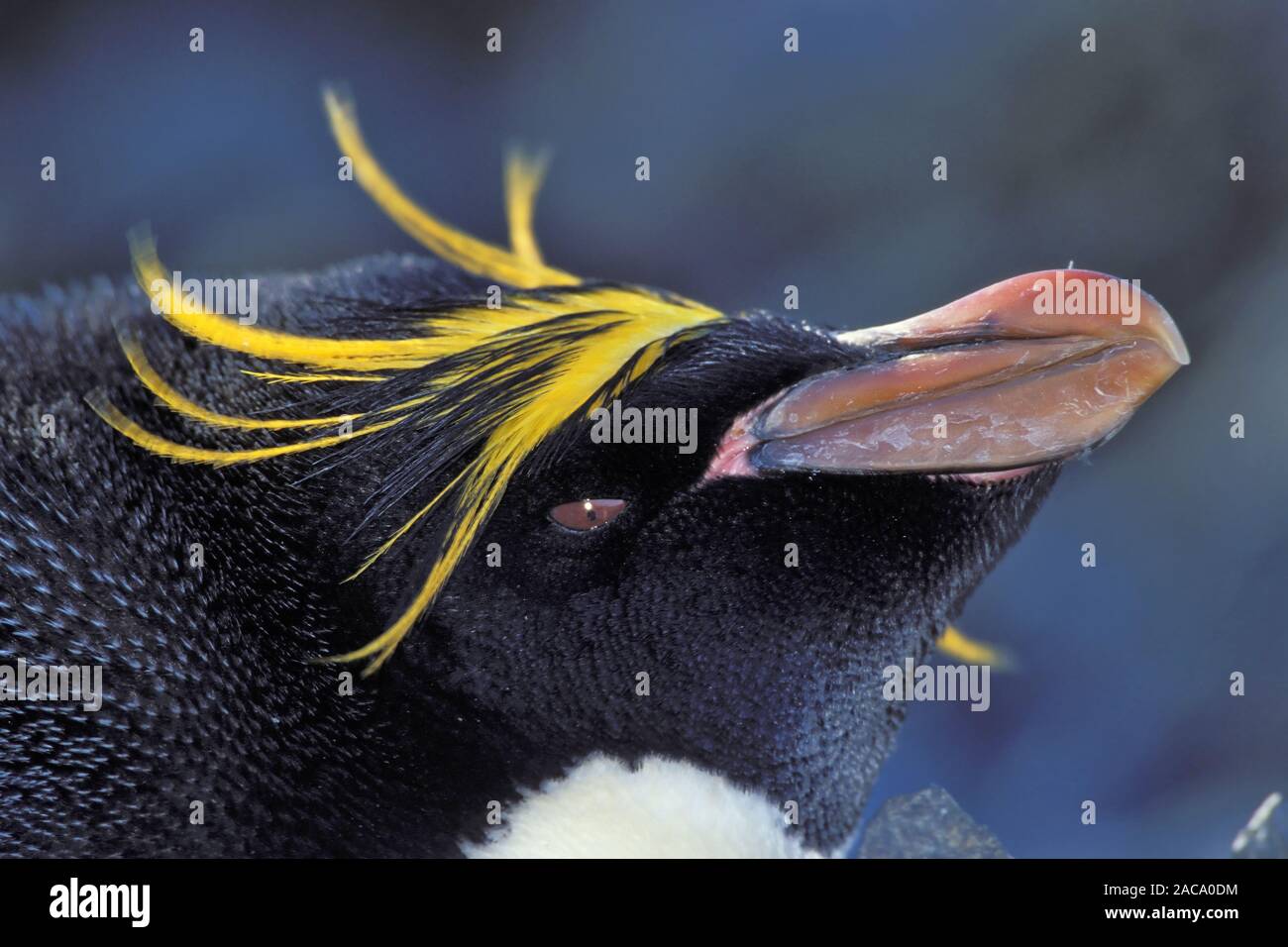 Macaroni penguin hi-res stock photography and images - Alamy