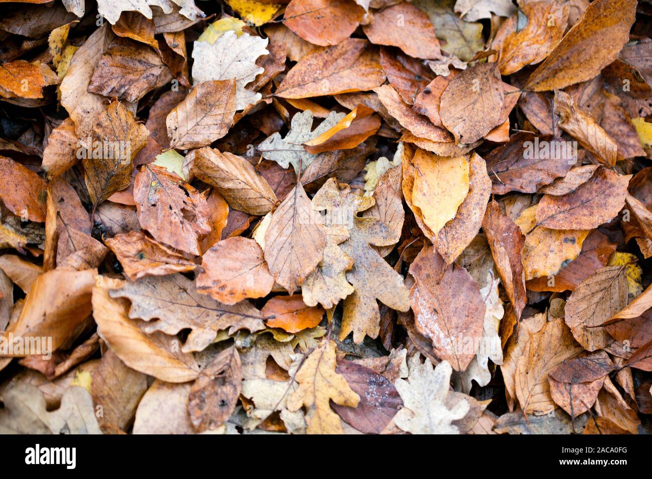 Dead autumn leafs macro background high quality Stock Photo - Alamy