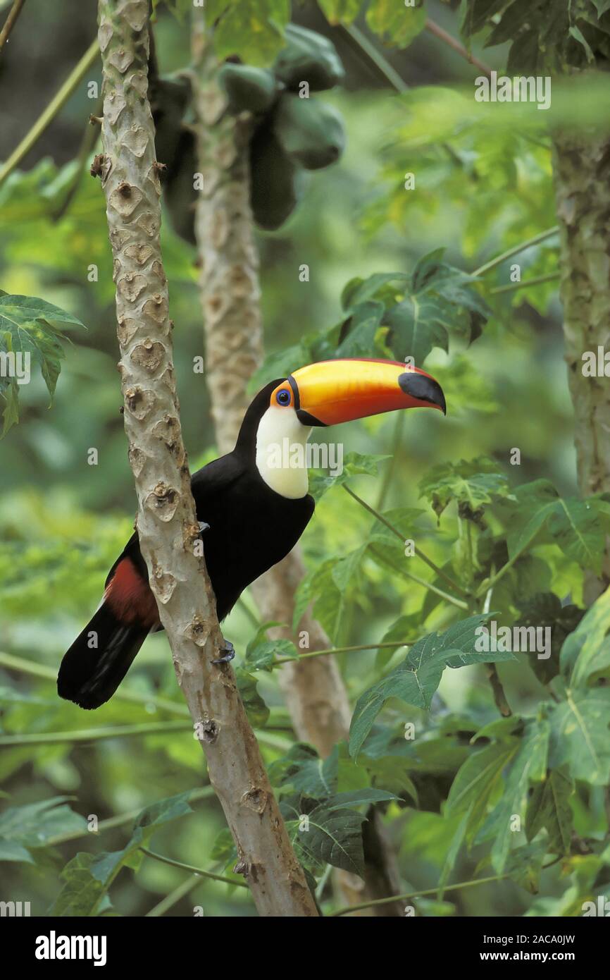 Toco toucan hi-res stock photography and images - Alamy