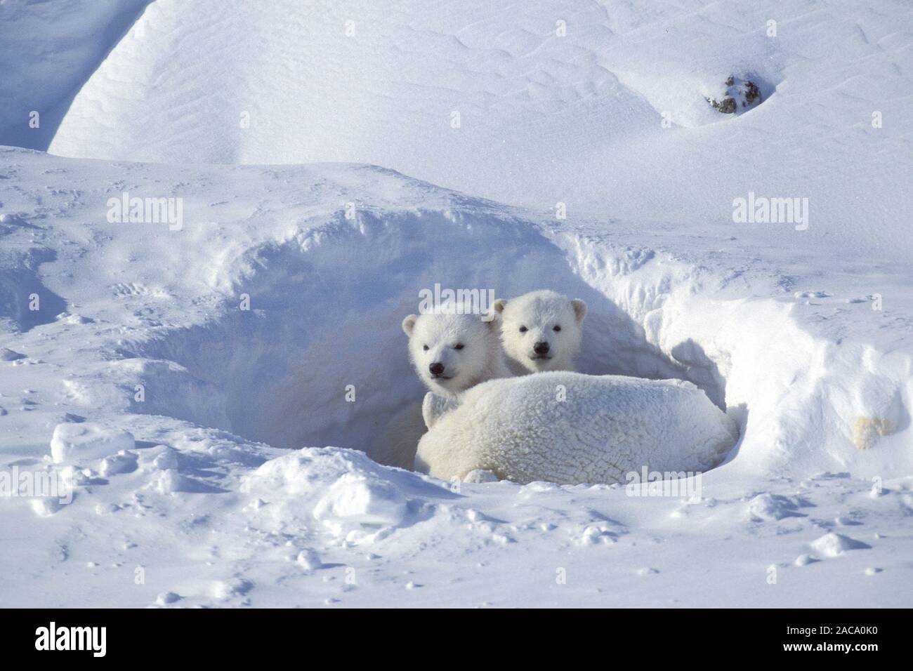 Polar Bear, Churchill, Canada Stock Photo - Alamy