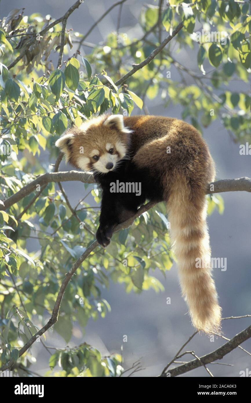 Indian panda hi-res stock photography and images - Alamy