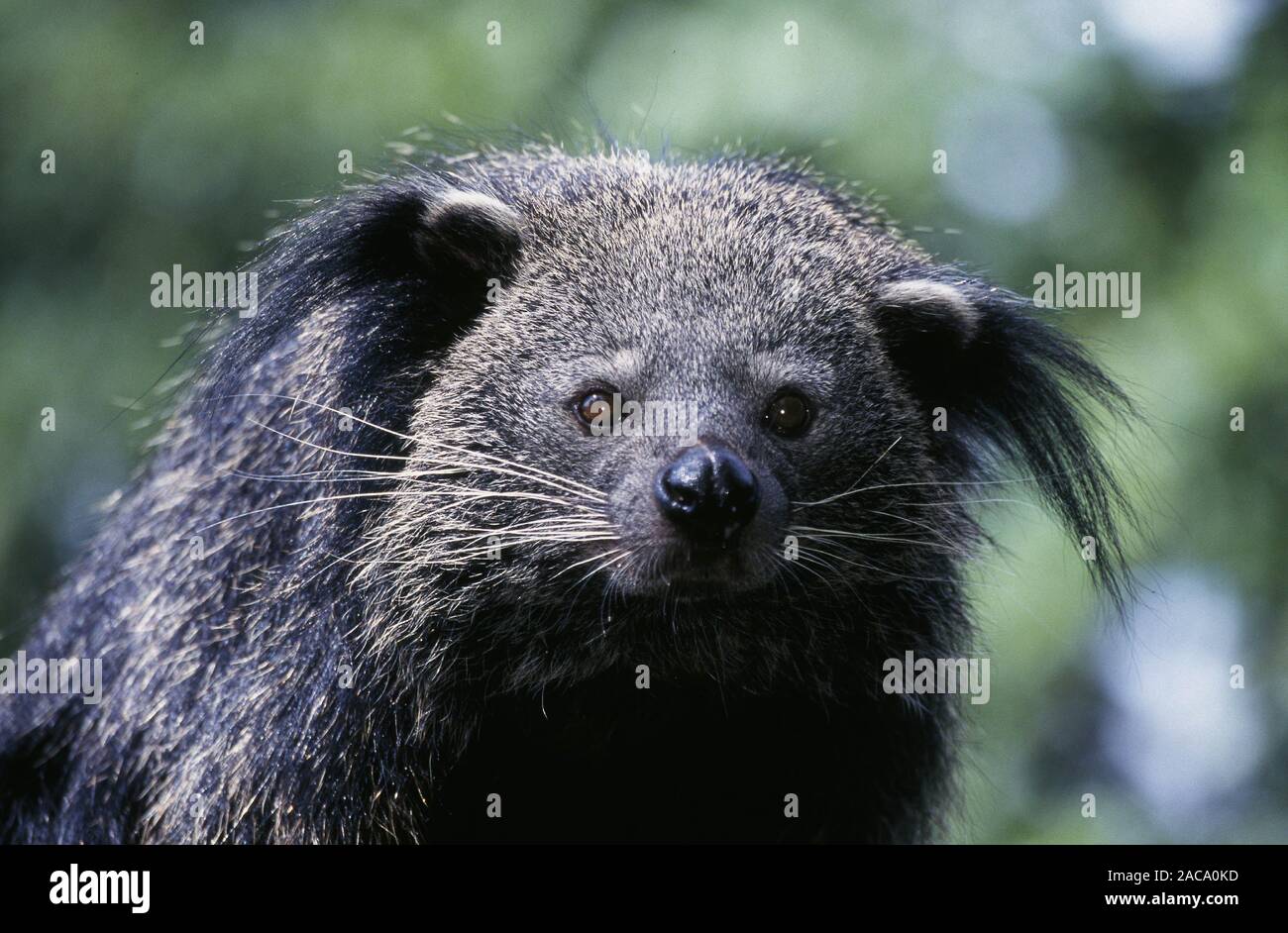 Binturong, Arctictis binturong, Asian Bear-cat, Palawan Bearcat Stock ...