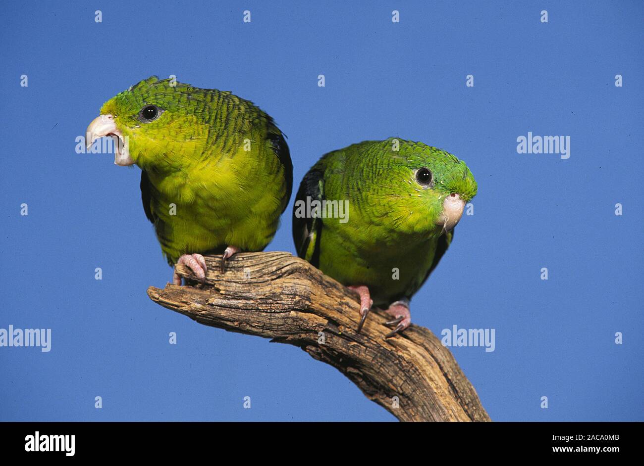 Yellow Lineolated Parakeet