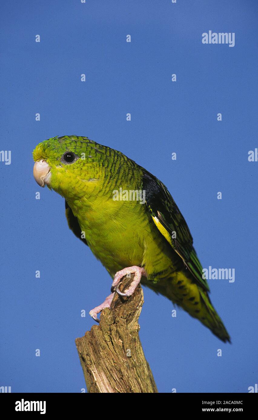 Yellow Lineolated Parakeet