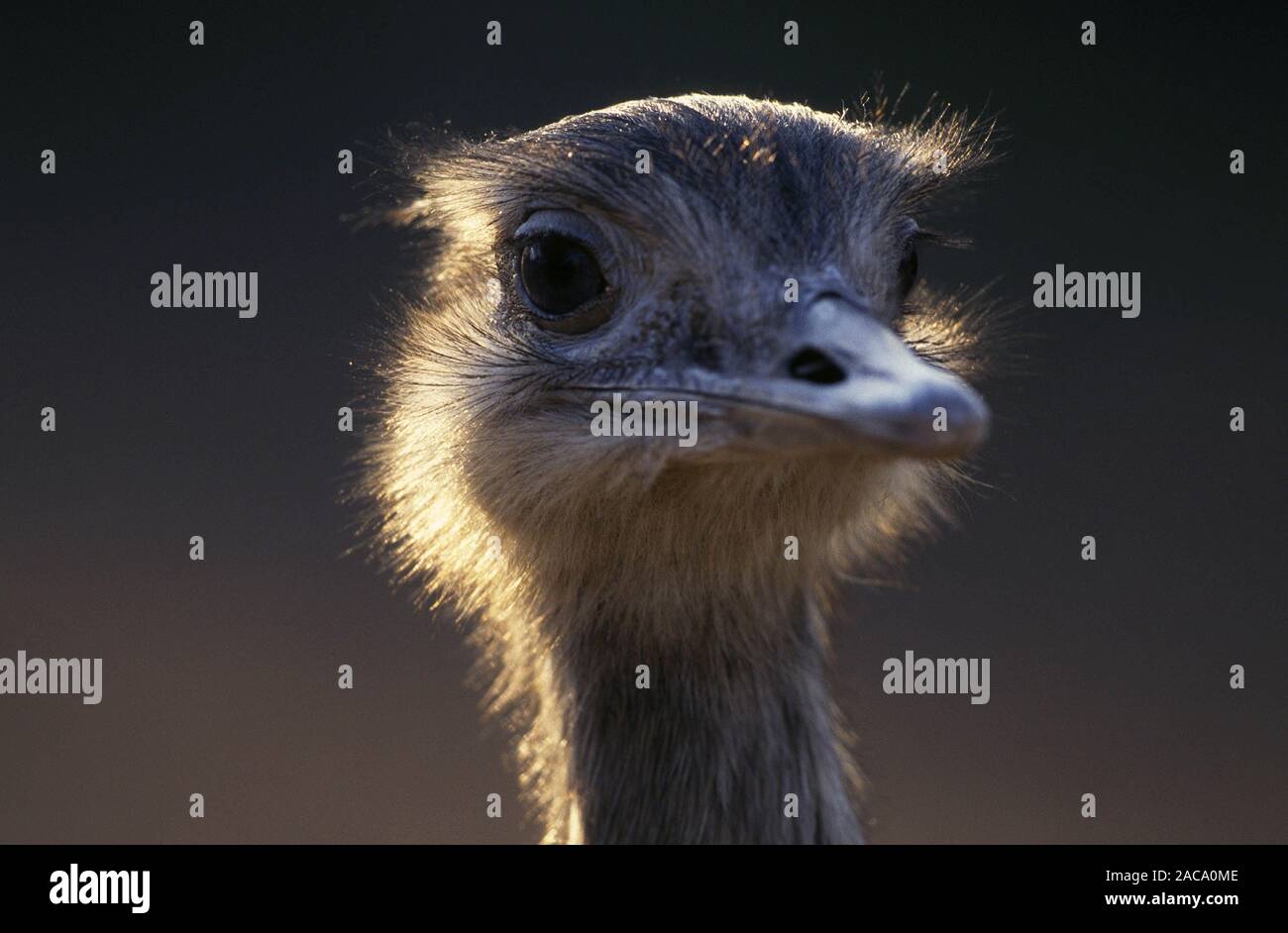 Greater rheas rhea americana hi-res stock photography and images - Alamy