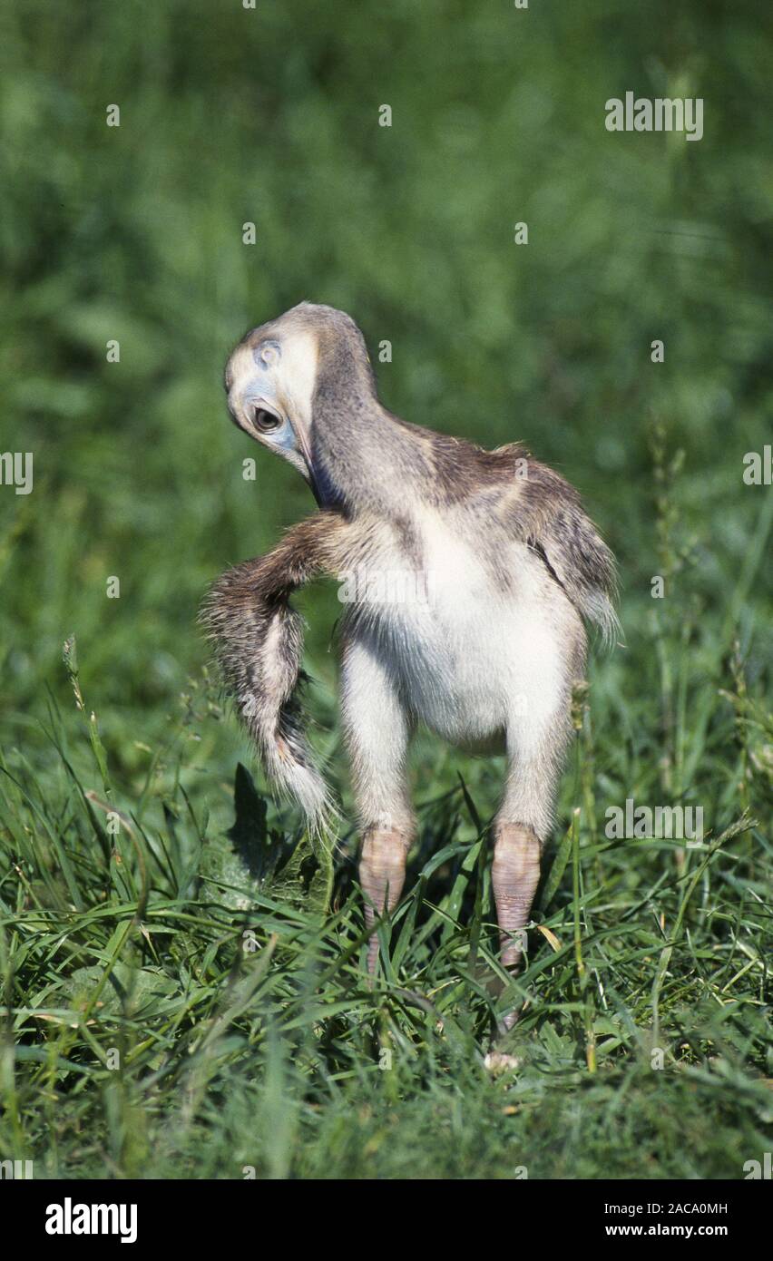 Greater rheas rhea americana hi-res stock photography and images - Alamy