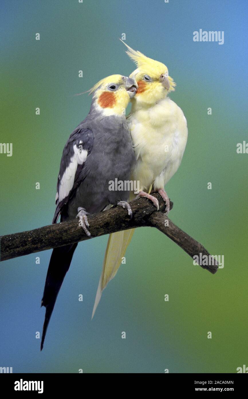 Cockatiel parrot hi-res stock photography and images - Alamy