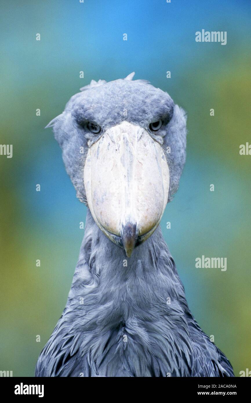 Bogbird hi-res stock photography and images - Alamy