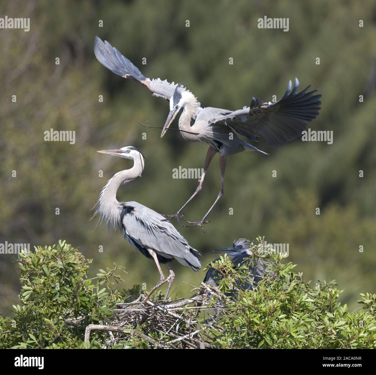 Herons florida usa hi-res stock photography and images - Alamy