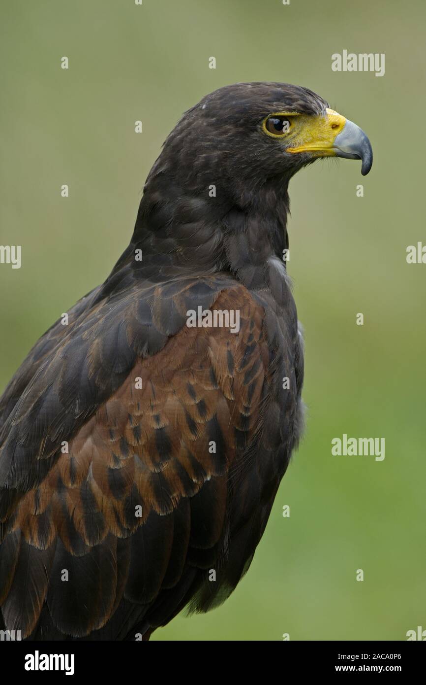 Harris falcon hi-res stock photography and images - Alamy