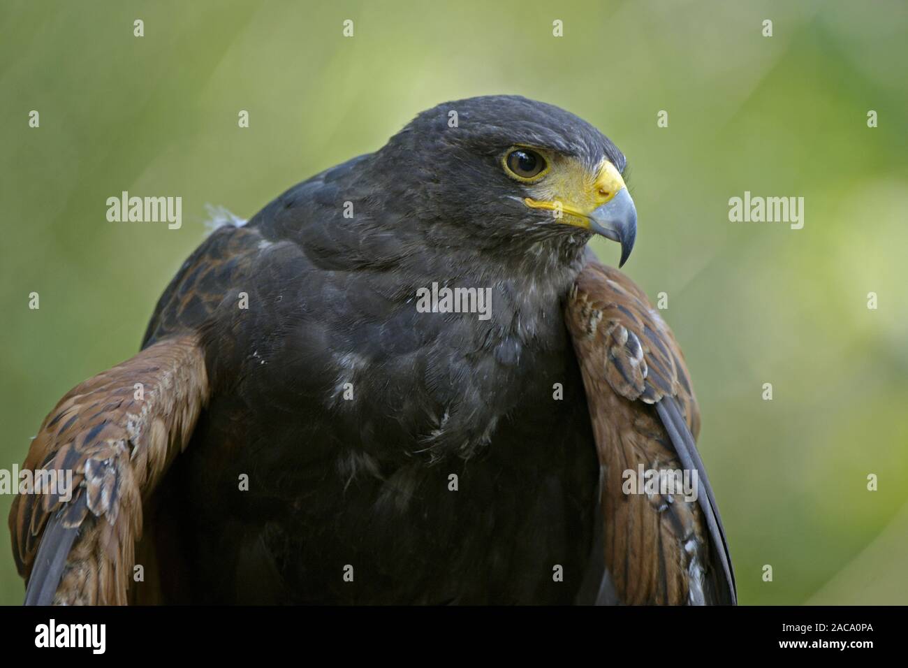 falco pelegrinoides, barbary falcon, Bay-winged Hawk Stock Photo - Alamy