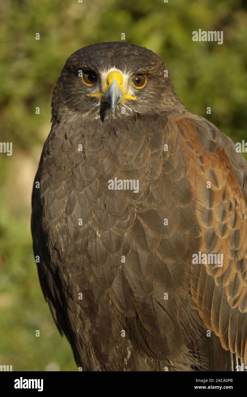 falco pelegrinoides, barbary falcon, Bay-winged Hawk Stock Photo - Alamy