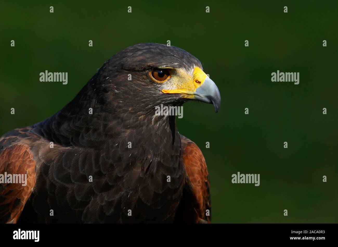 Desert hawk hi-res stock photography and images - Alamy