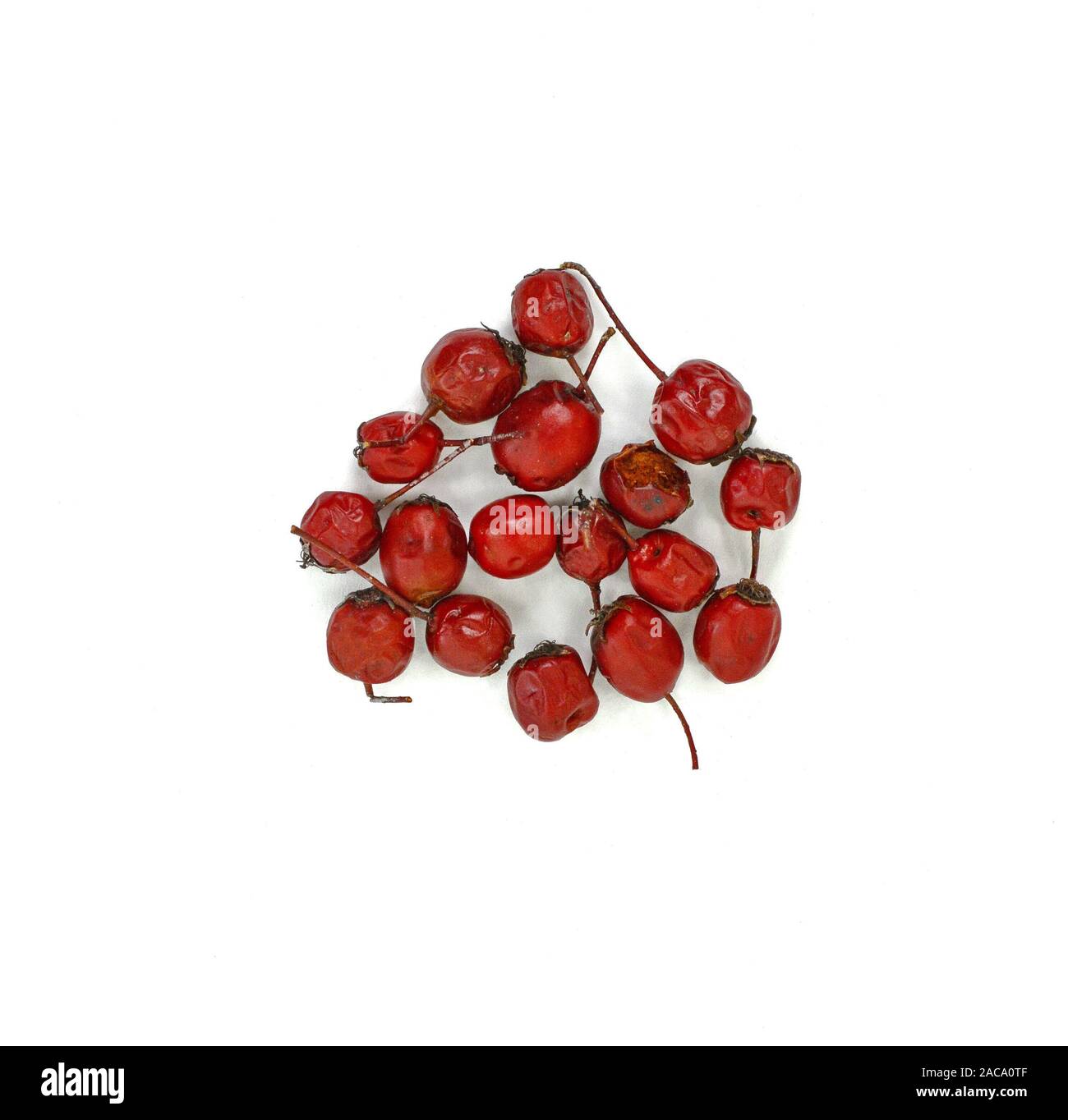 Dried medicinal herbs raw materials isolated on white. Fruit of ...