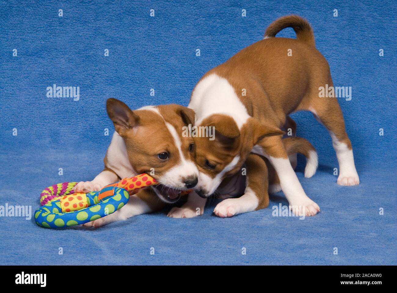 African barkless dog hi-res stock photography and images - Alamy