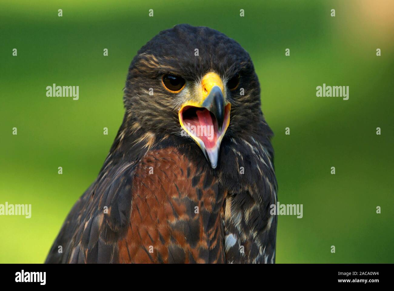 Parabuteo unicinctus - Desert Buzzard Stock Photo - Alamy