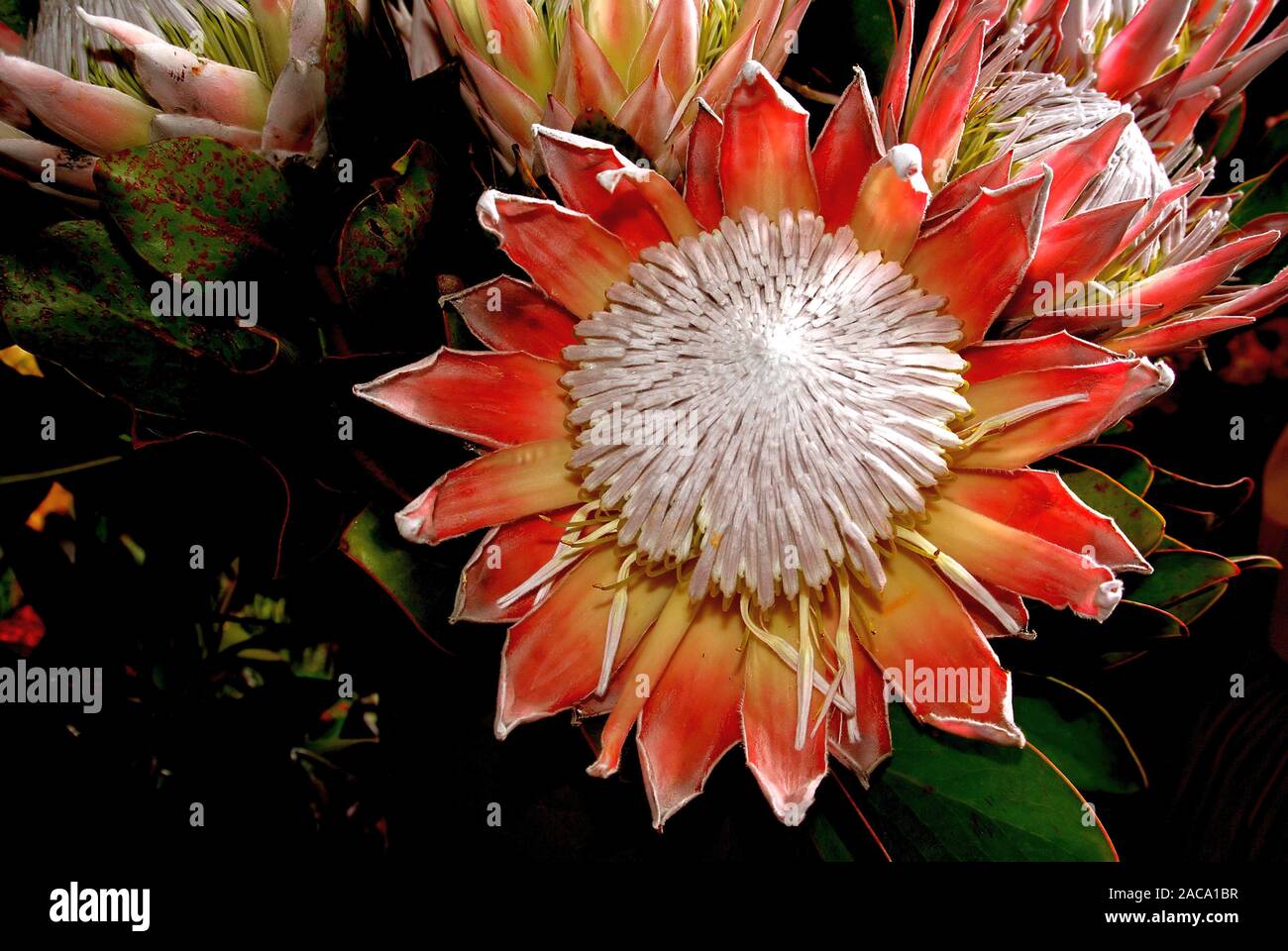 Protea leaves hi-res stock photography and images - Alamy