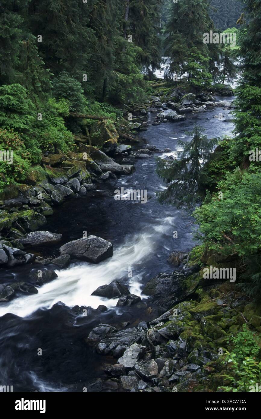 rainforest, regenwald, urwald, jungle, anan creek, tongass national ...