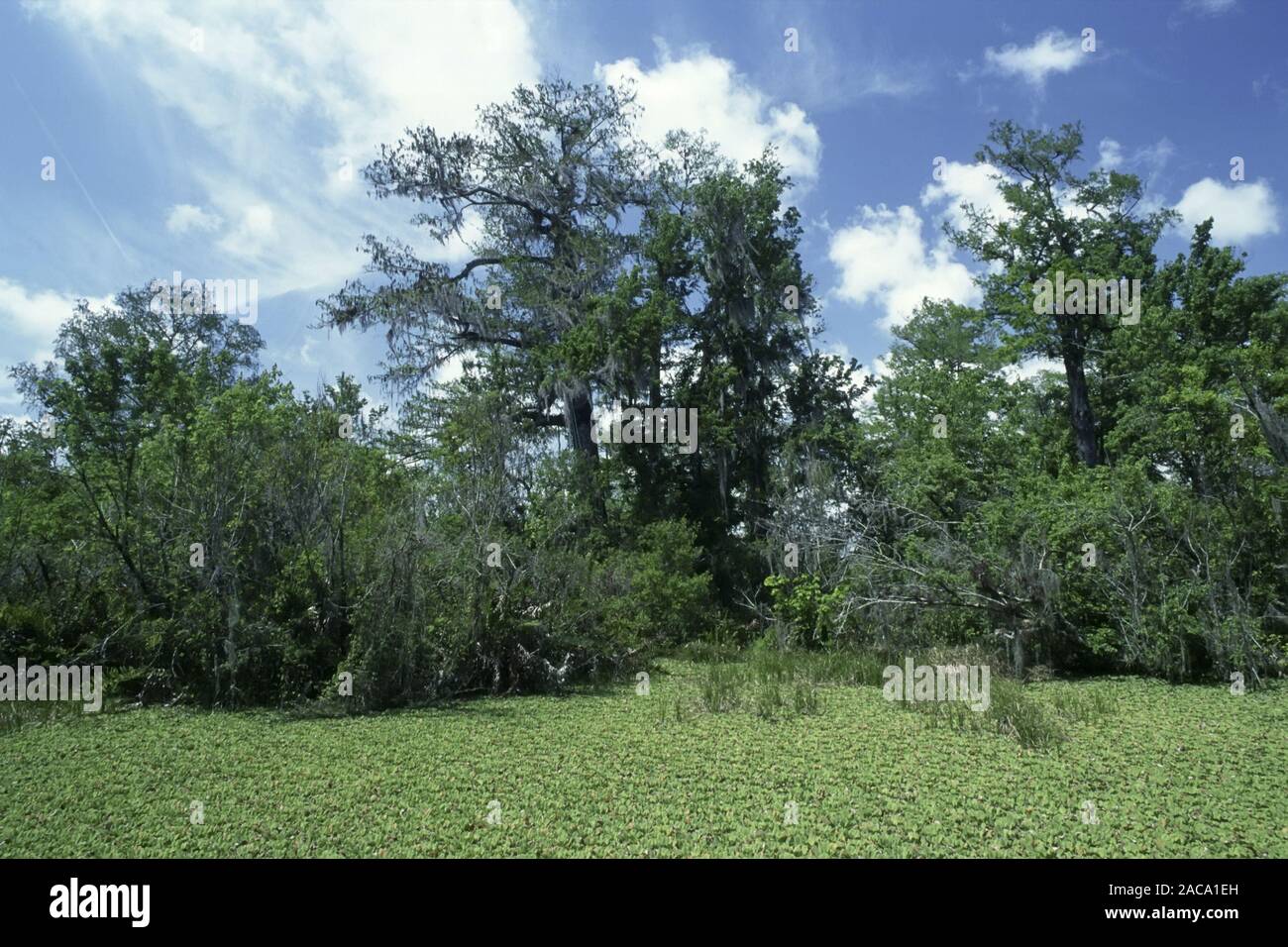 Moor sumpf hi-res stock photography and images - Alamy