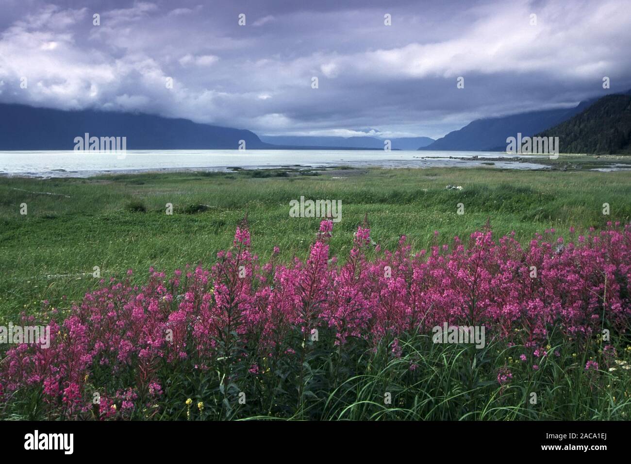 coastal landscape, kuestenlandschaft, chilkat inlet, lynn canal, alaska ...