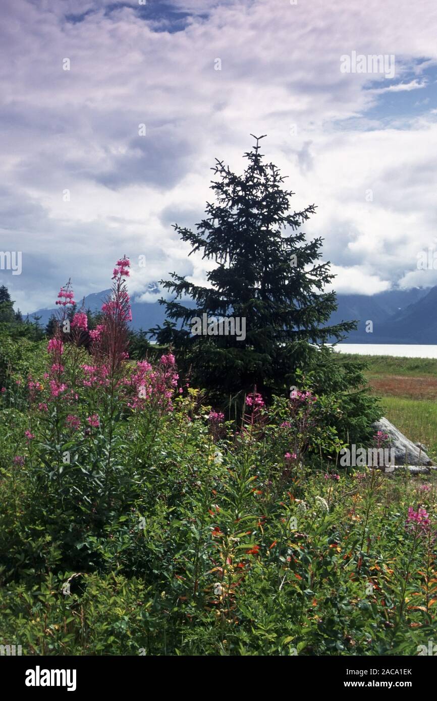 coastal landscape, kuestenlandschaft, chilkat inlet, lynn canal, alaska ...