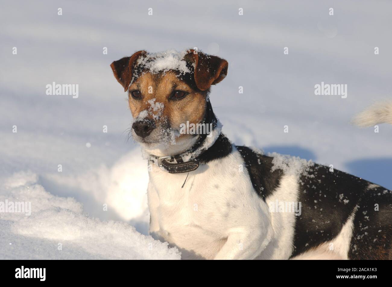 Jack Russel Terrier in the snow Stock Photo - Alamy