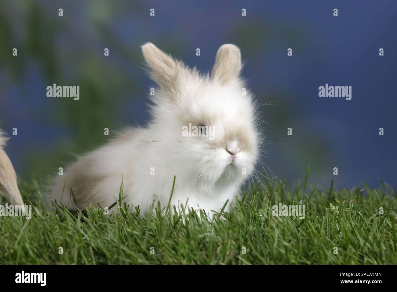 Conejo oryctolagus hi-res stock photography and images - Alamy