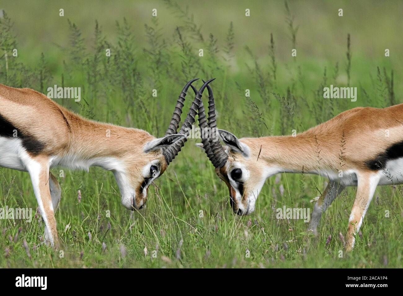 Thomsongazelle, Thomson's Gazelle, Gazella thomsonii Stock Photo - Alamy