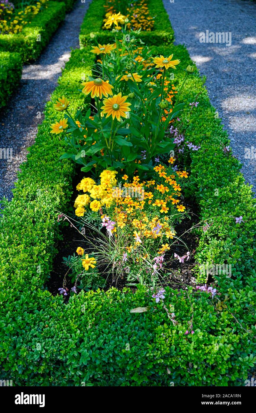 corange and yellow oneflowers in a flowerbed Stock Photo - Alamy