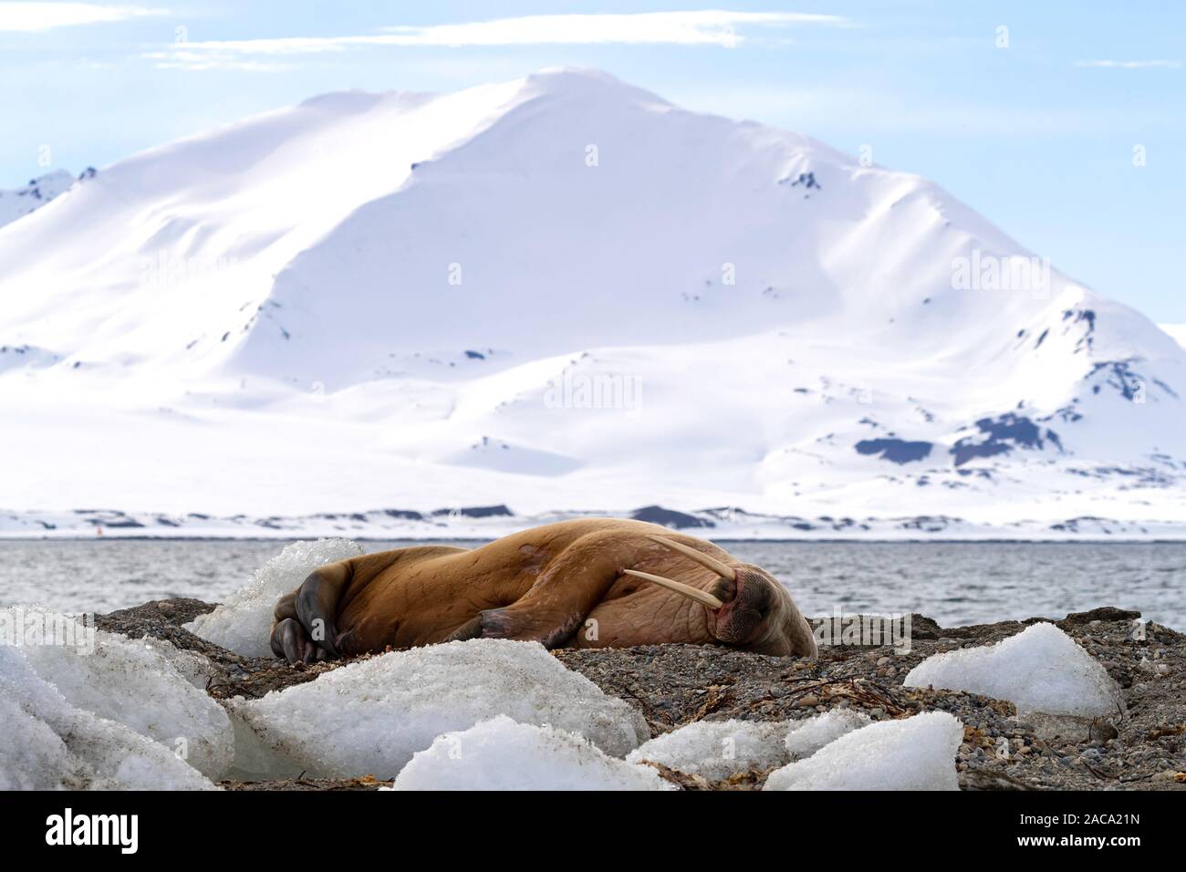One sleeping walrus hi-res stock photography and images - Alamy