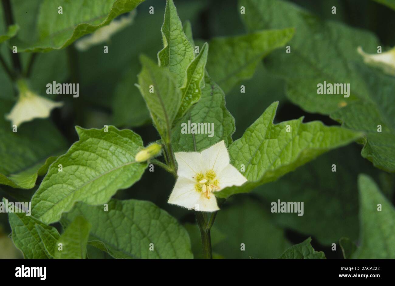 Physalis alkekengi hi-res stock photography and images - Alamy