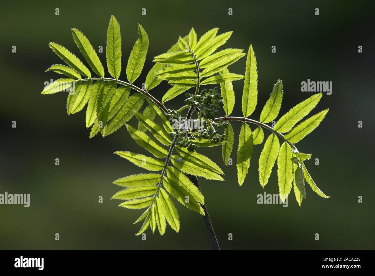 rowan, mountain ash Stock Photo - Alamy