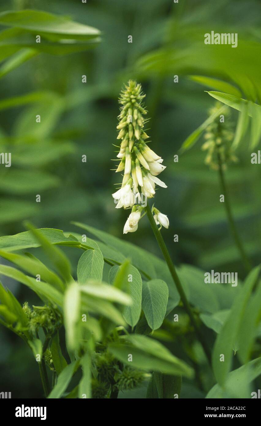 Ruda planta hi-res stock photography and images - Alamy