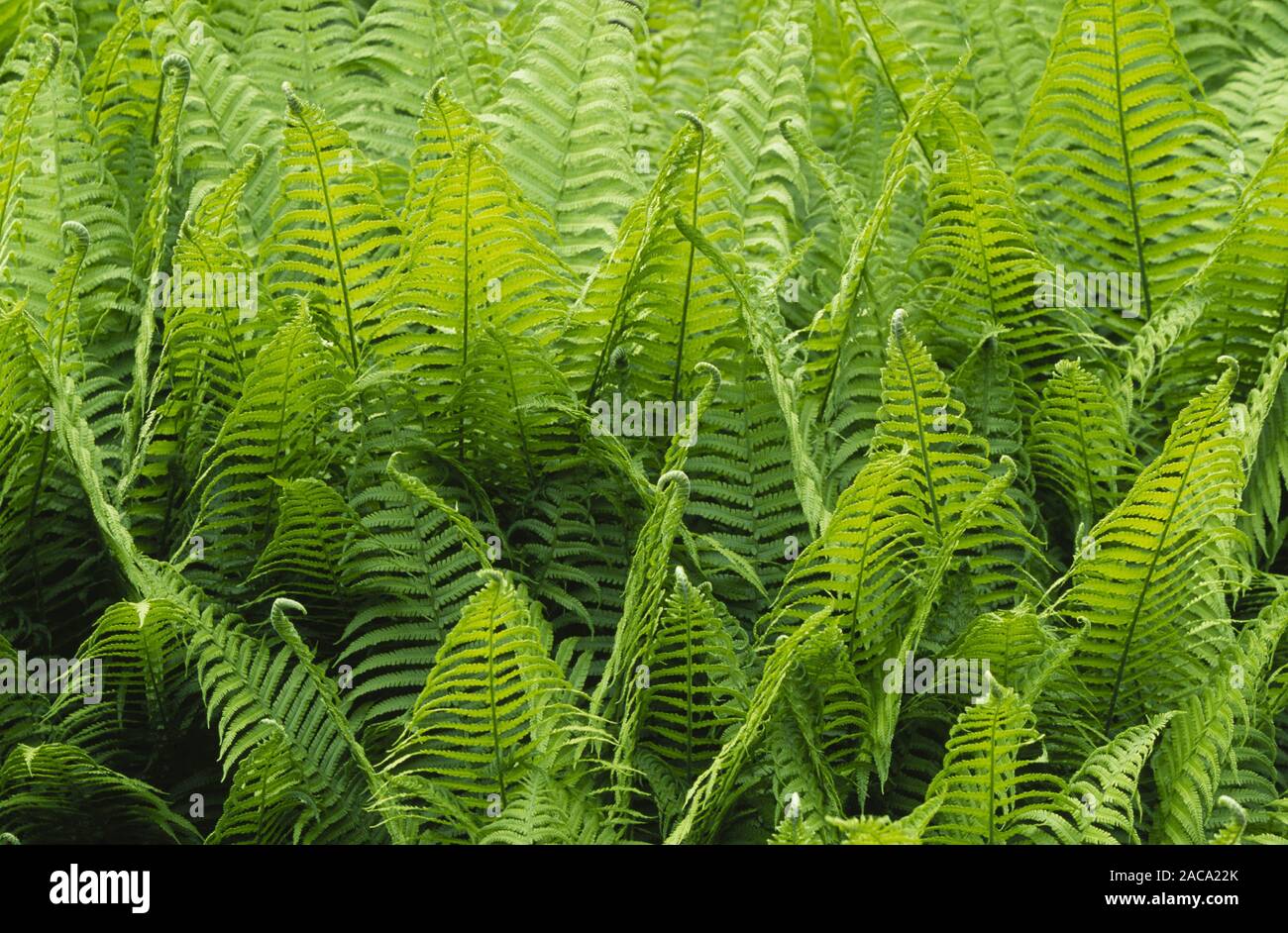 Polypodiopsida High Resolution Stock Photography and Images - Alamy