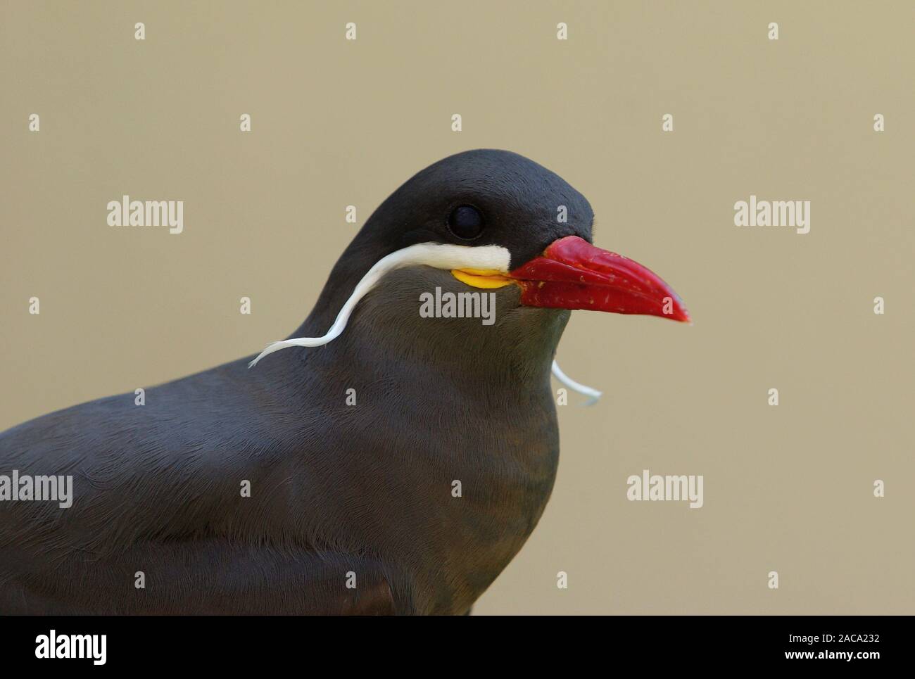 Inca tern hi-res stock photography and images - Alamy