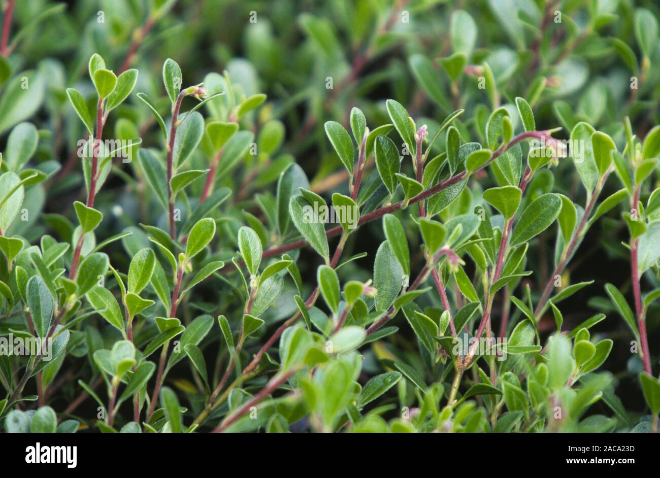 Planta alpina hi-res stock photography and images - Alamy